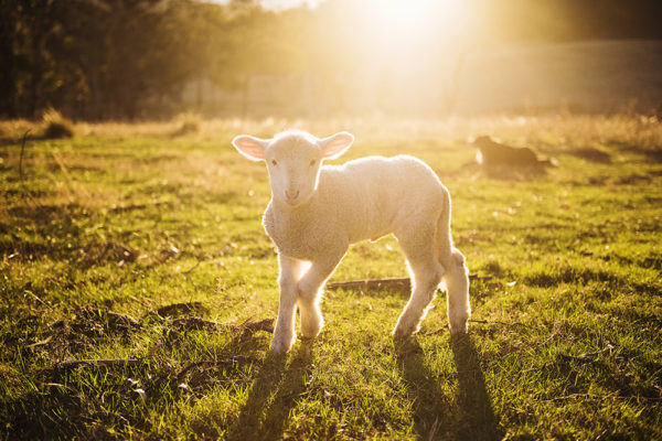 Predator and Prey: Protection For Sheep Surrounded by Wolves - Read ...